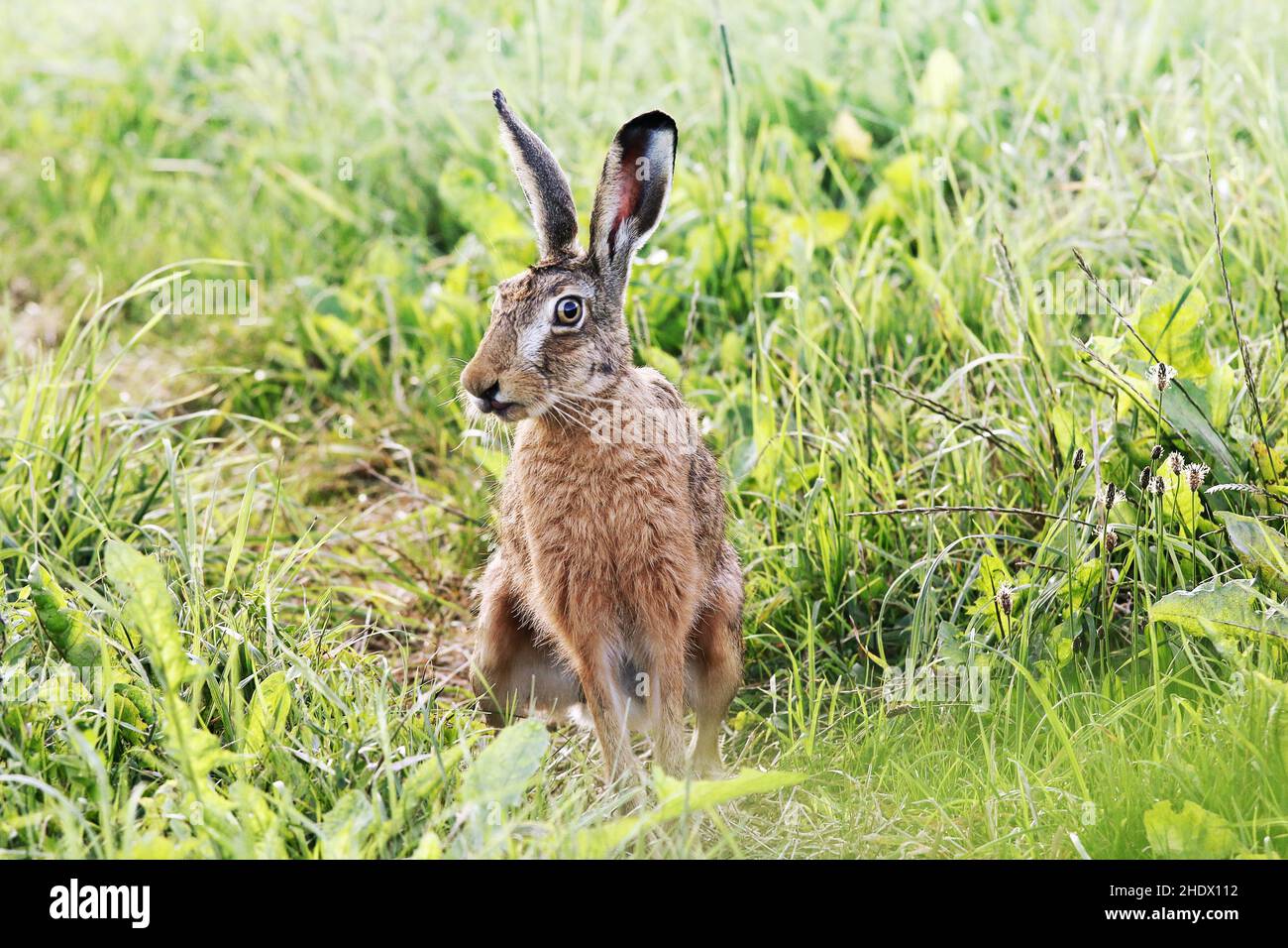 Rabbits and hares hi-res stock photography and images - Alamy