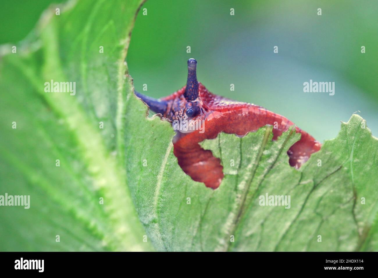 Snails slugs feeding hi-res stock photography and images - Alamy