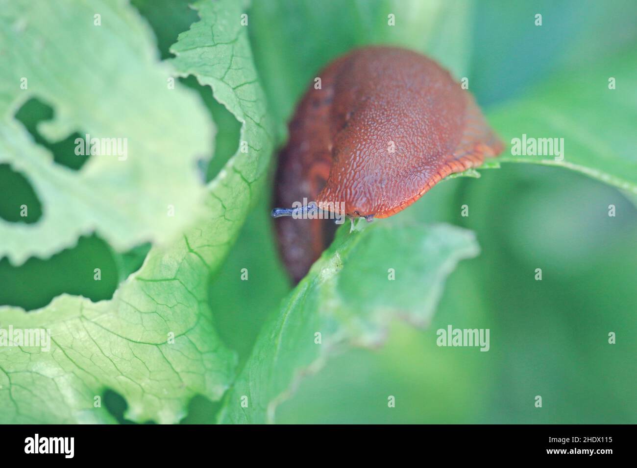 Snails slugs feeding hi-res stock photography and images - Alamy
