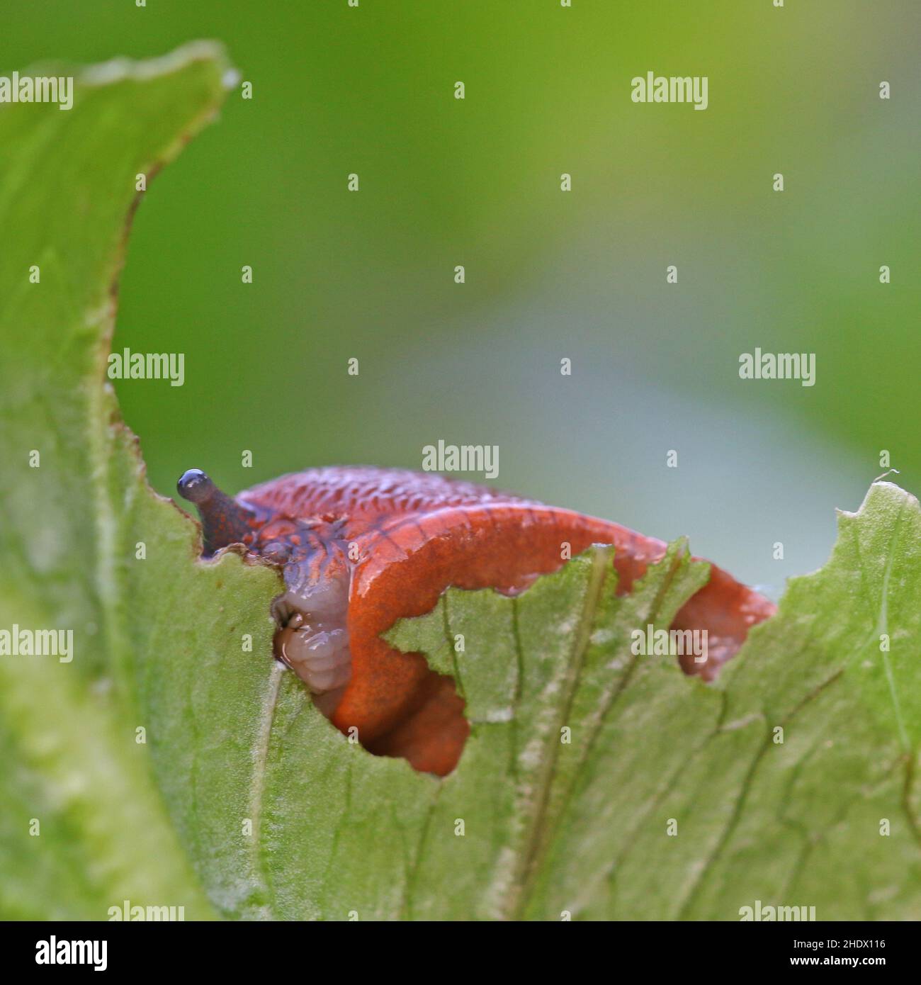 feeding, slug, feed, feedings, slugs Stock Photo - Alamy