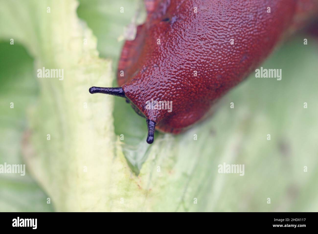 Snails slugs feeding hi-res stock photography and images - Alamy
