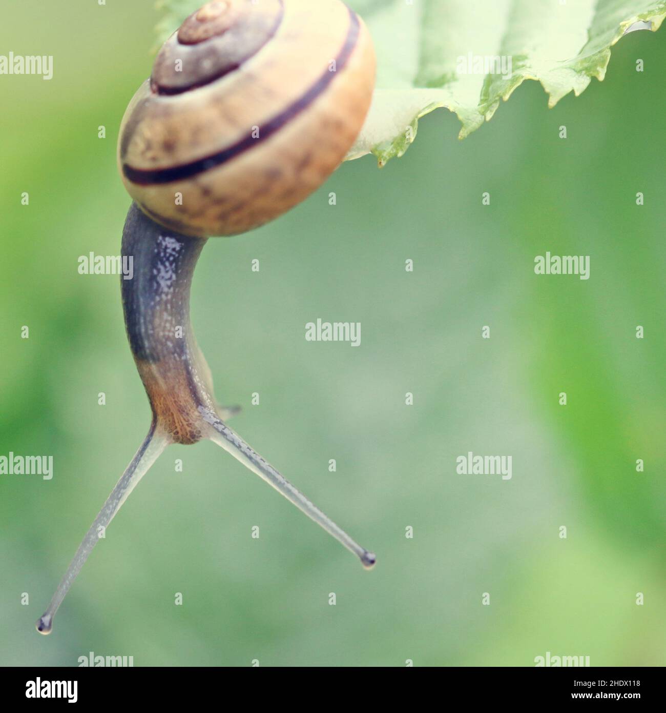 Snail shell swirl swirls hi-res stock photography and images - Alamy
