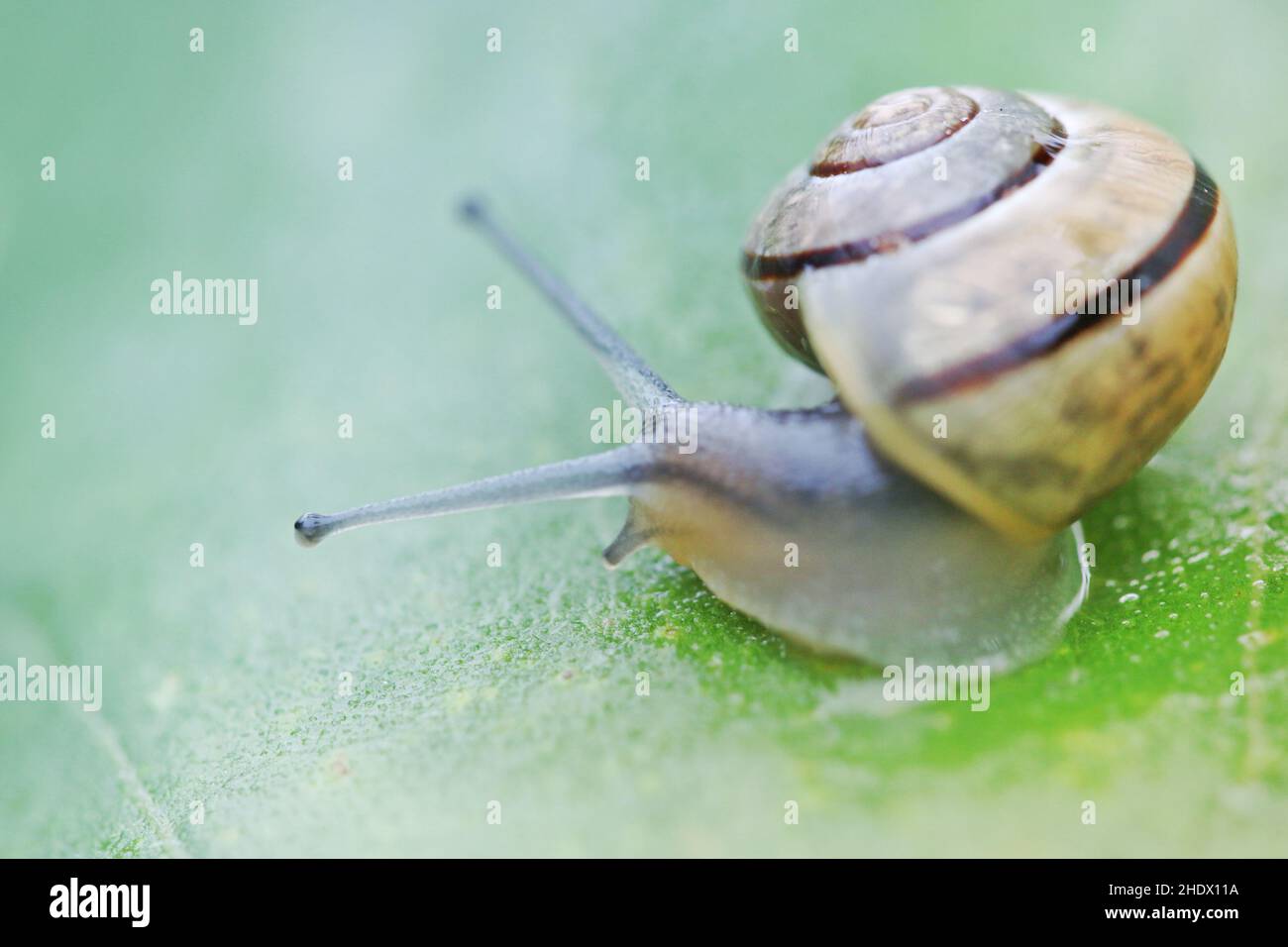 Snail shell swirl swirls hi-res stock photography and images - Alamy