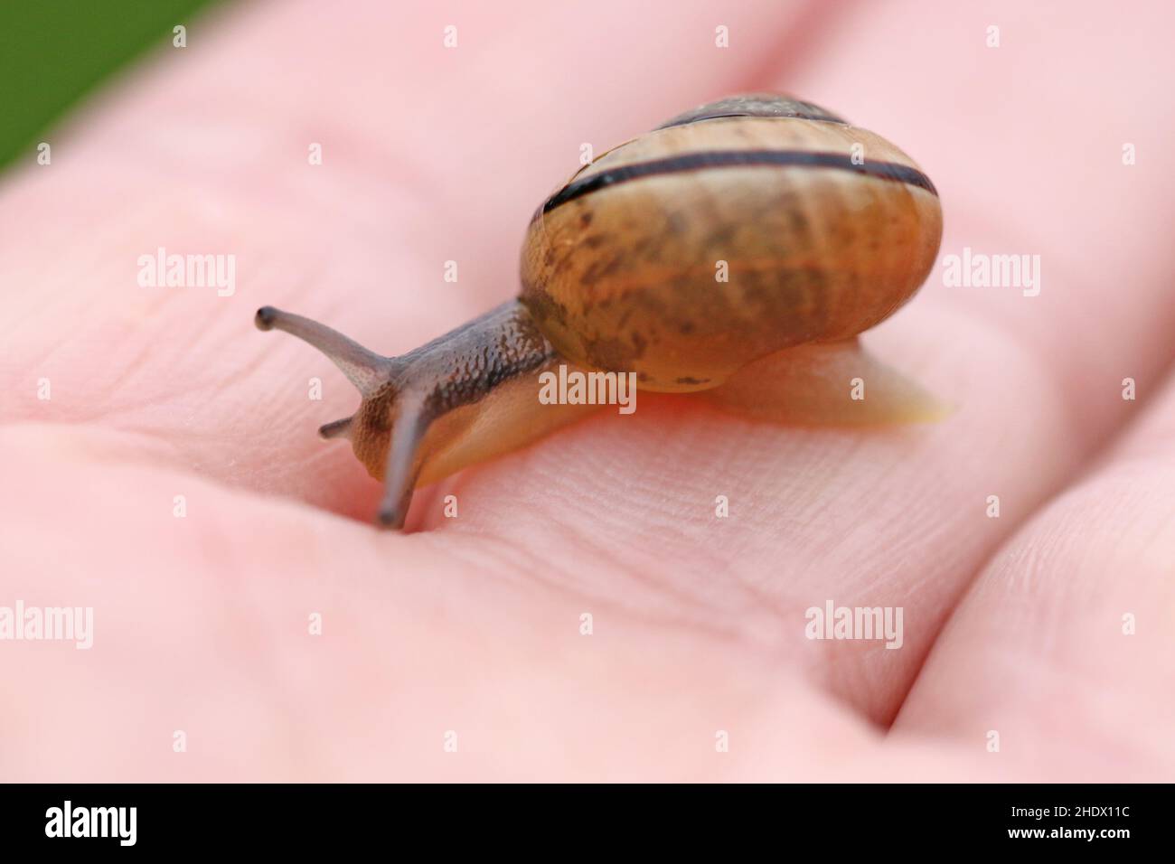 snail, hand, snails, hands Stock Photo - Alamy