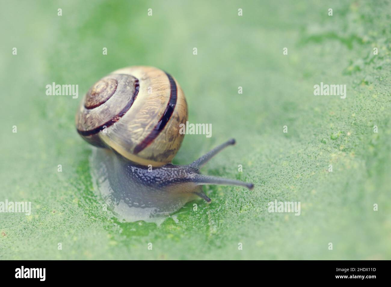 Snail shell swirl swirls hi-res stock photography and images - Alamy