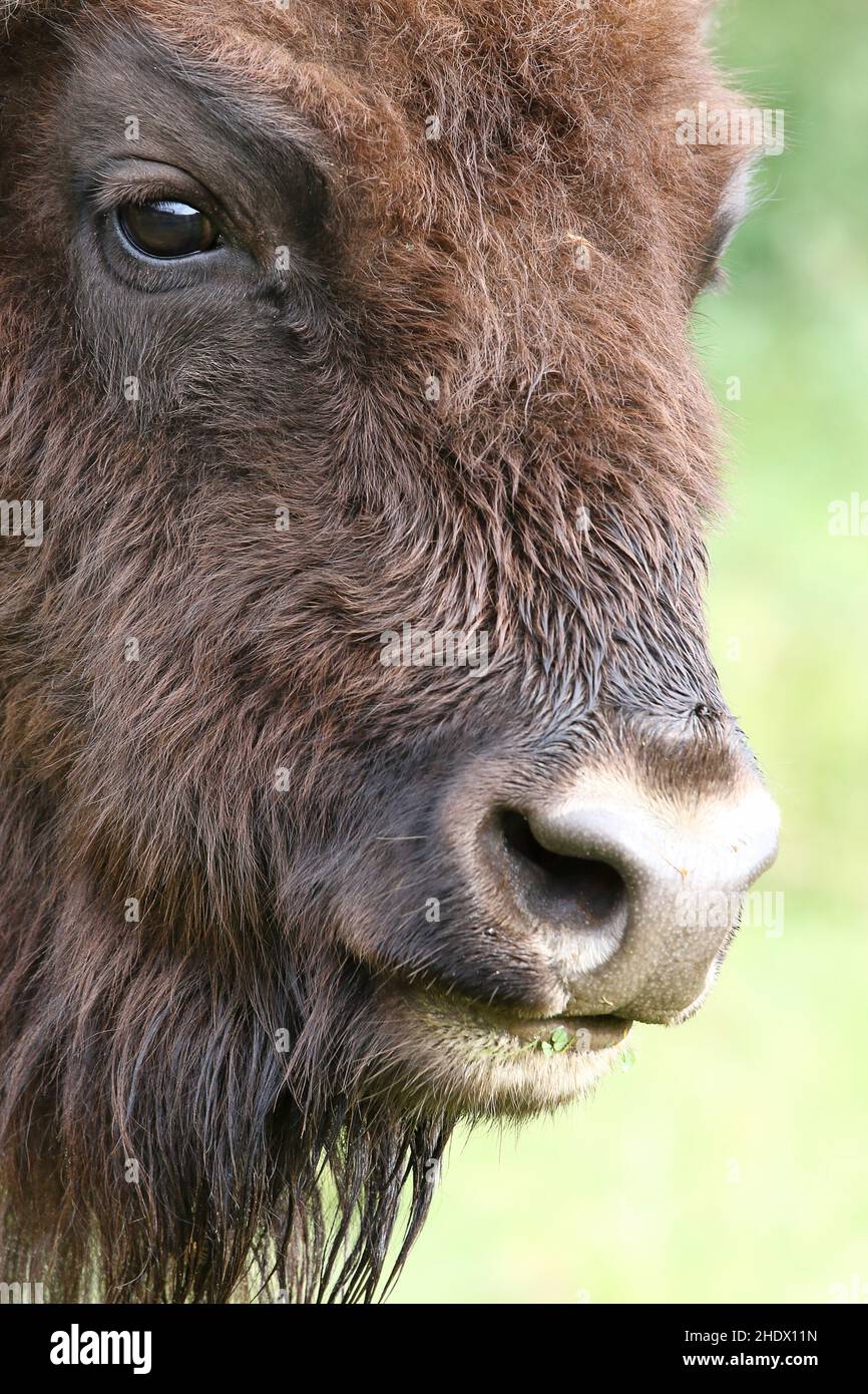 Bison cattle hi-res stock photography and images - Alamy