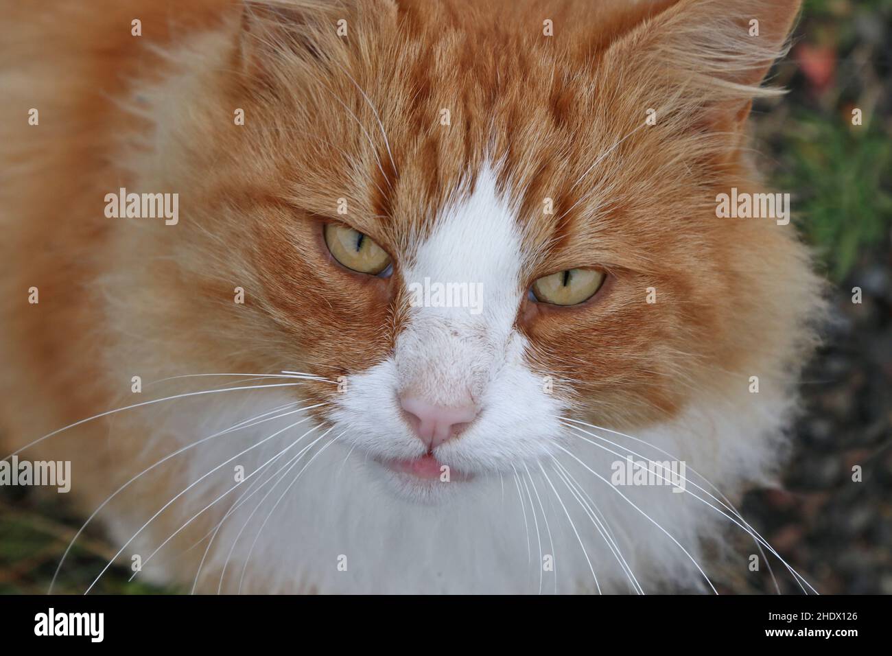 Reds cat hi-res stock photography and images - Alamy