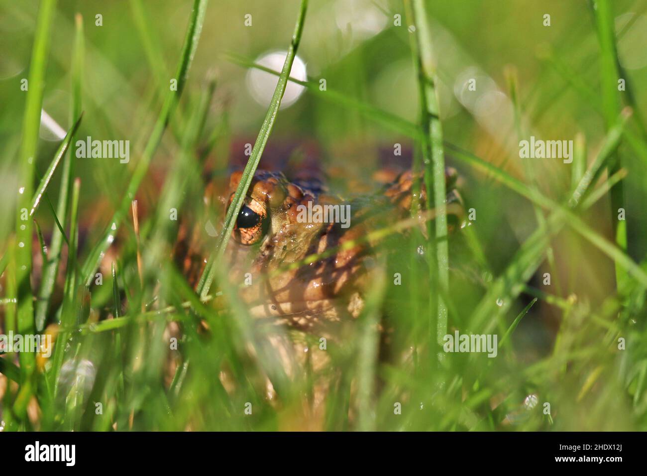 hiding, toad, hide, toads Stock Photo - Alamy