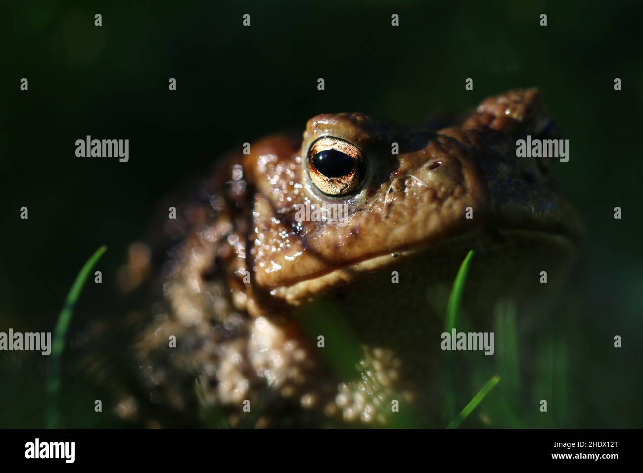 animal portrait, toad, animal portraits, toads Stock Photo - Alamy