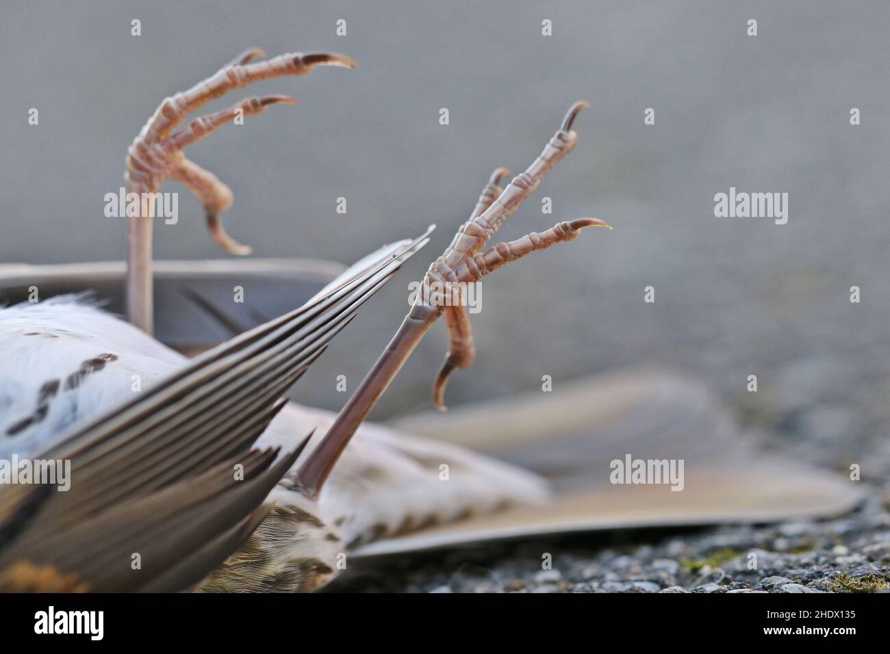 Death of animals hi-res stock photography and images - Alamy