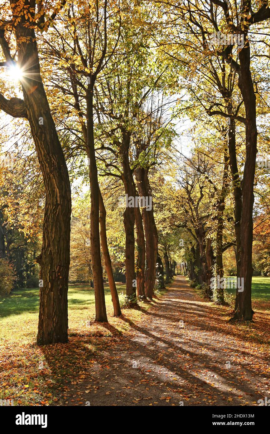 autumn leaves, tree alley, leaf, tree alleys Stock Photo - Alamy