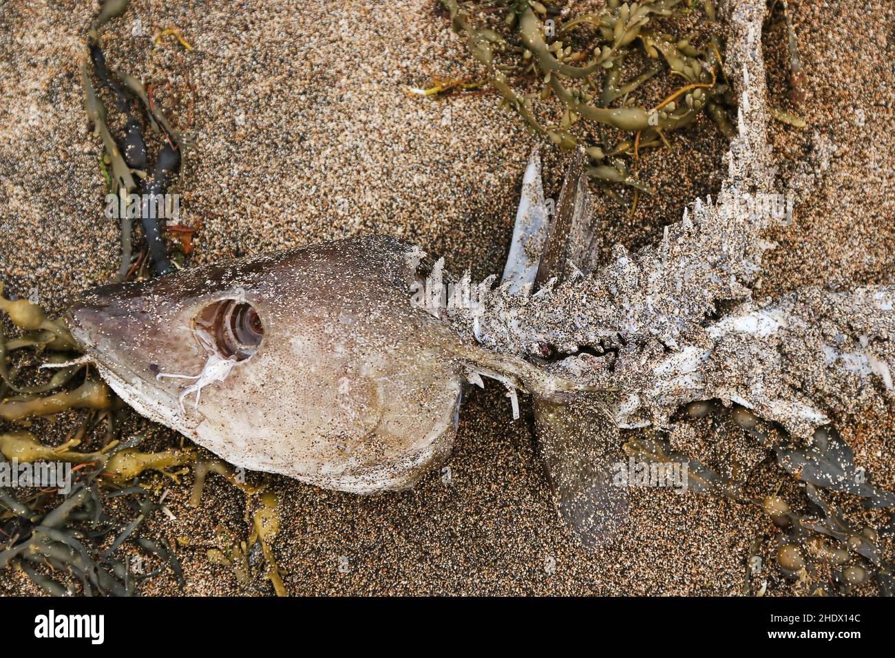 fish skeleton, fish skeletons Stock Photo - Alamy