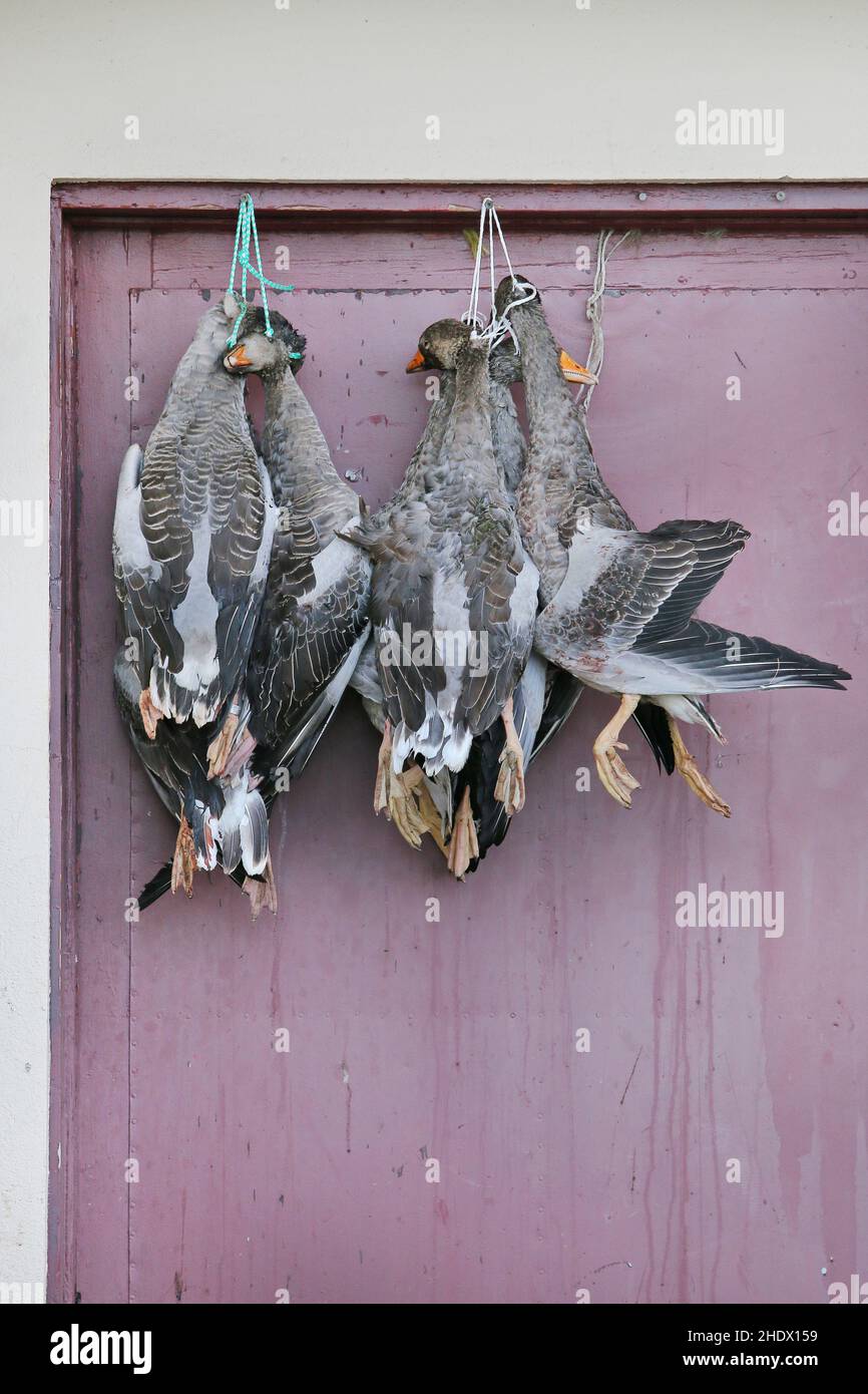 Dead gooses hi-res stock photography and images - Alamy