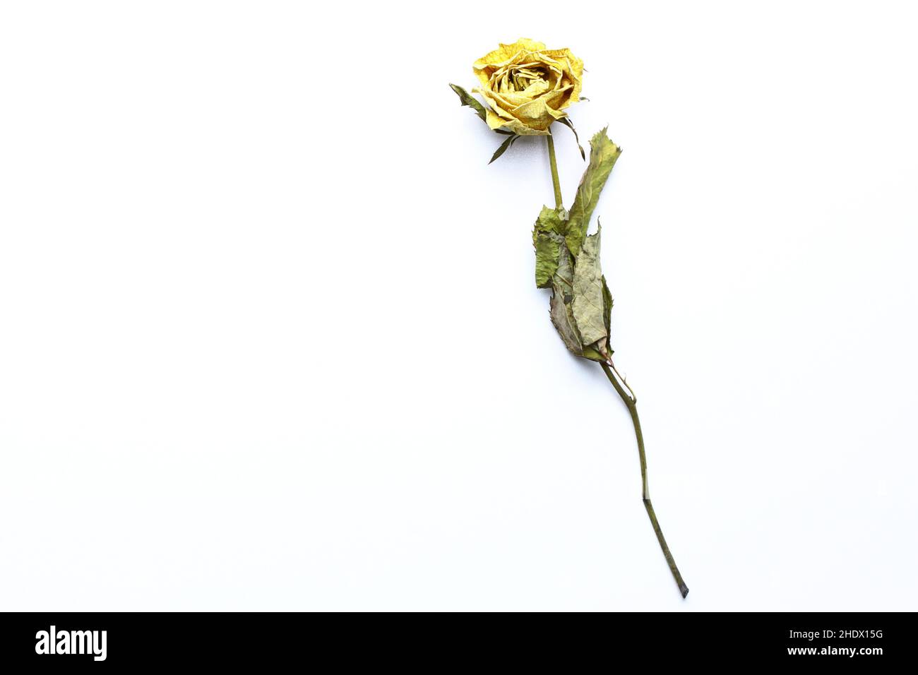 rose, dried plant, roses, dried plants Stock Photo - Alamy
