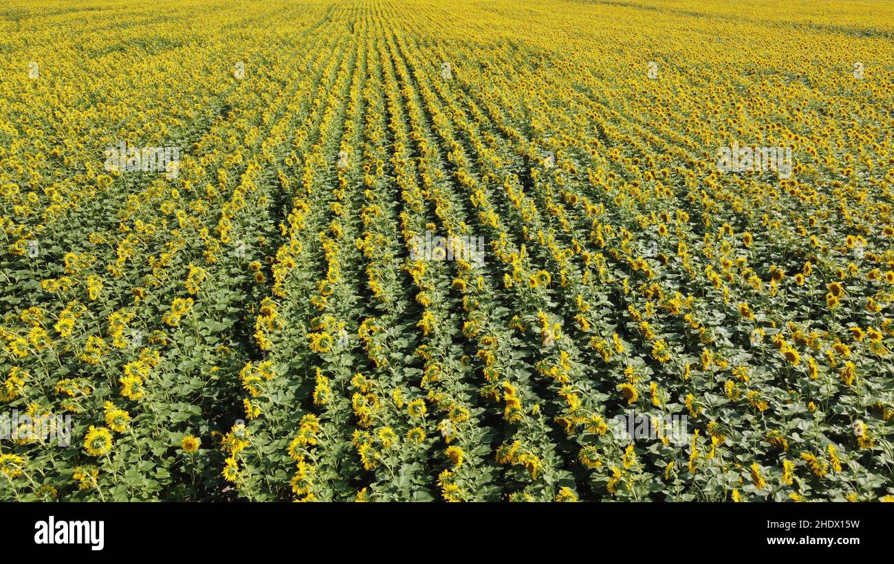 Sunflower field, top view. Sunflower plants bloom in a farmer's field ...
