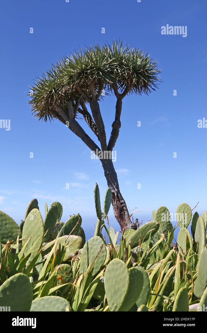 cactus, dragon tree, dragon trees Stock Photo - Alamy