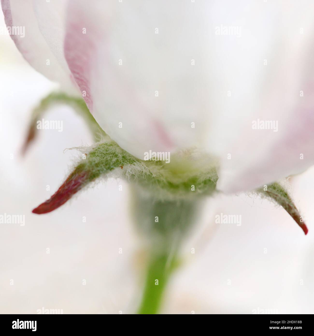 Petal sepal sepals hi-res stock photography and images - Alamy