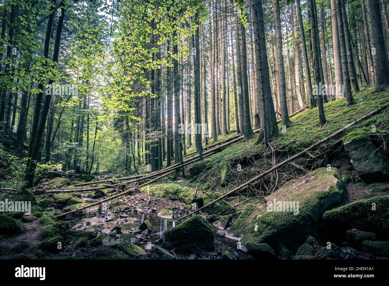 Stream of water on a rocky riverbed in a forest along the Monbachtal ...