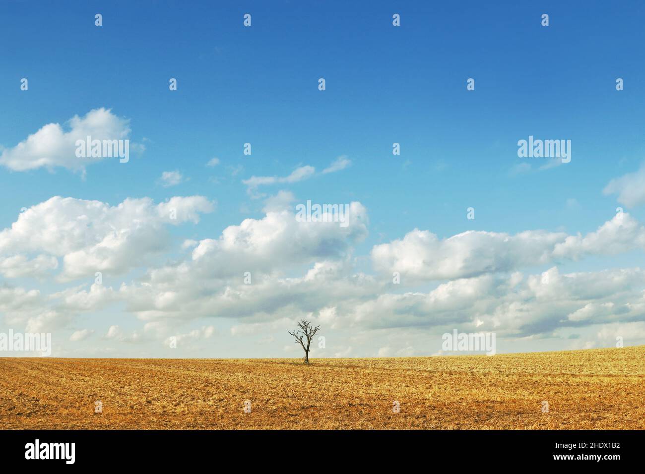 tree, field, trees, fields Stock Photo - Alamy