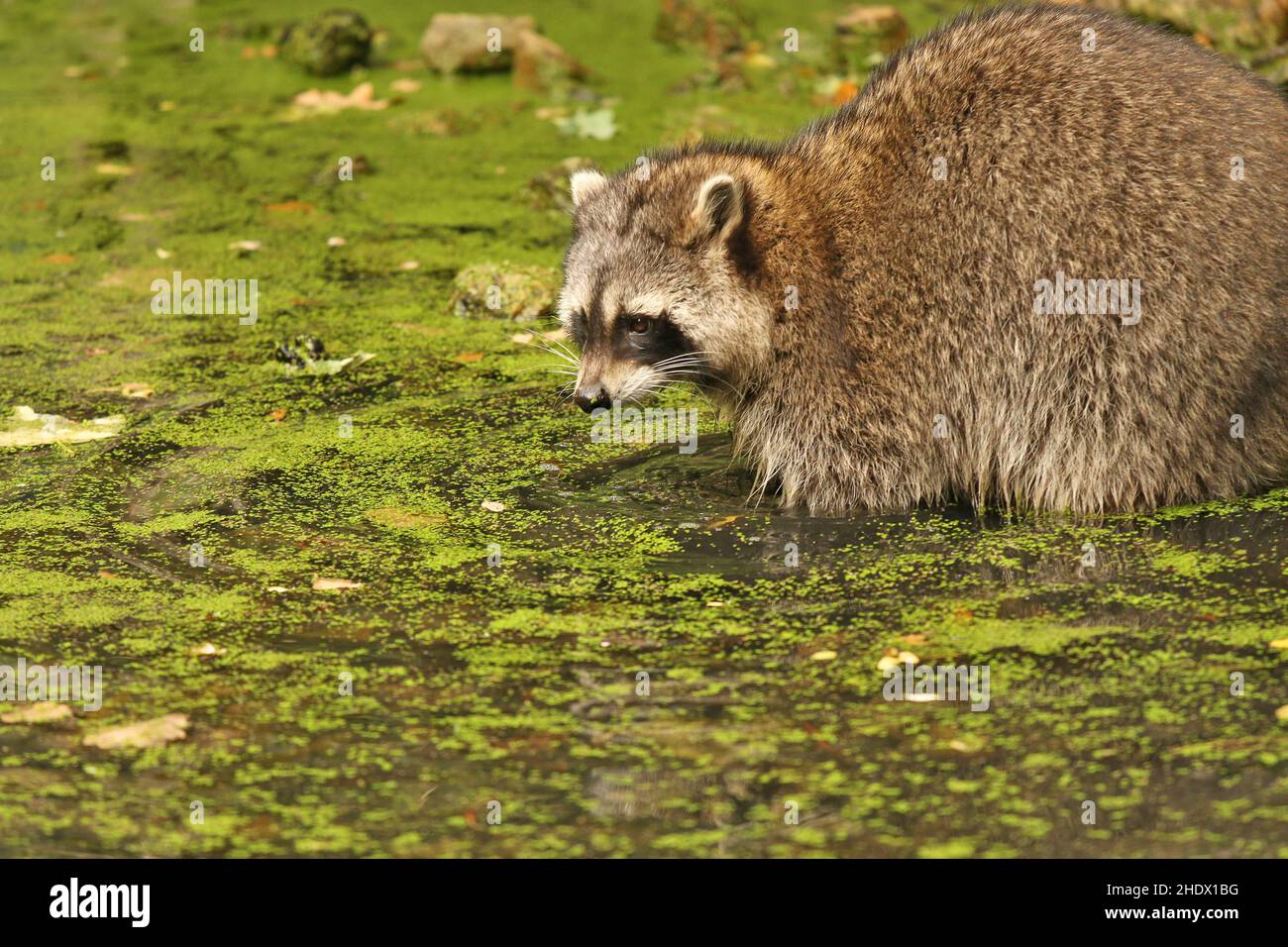 Procyonidae animals hi-res stock photography and images - Alamy