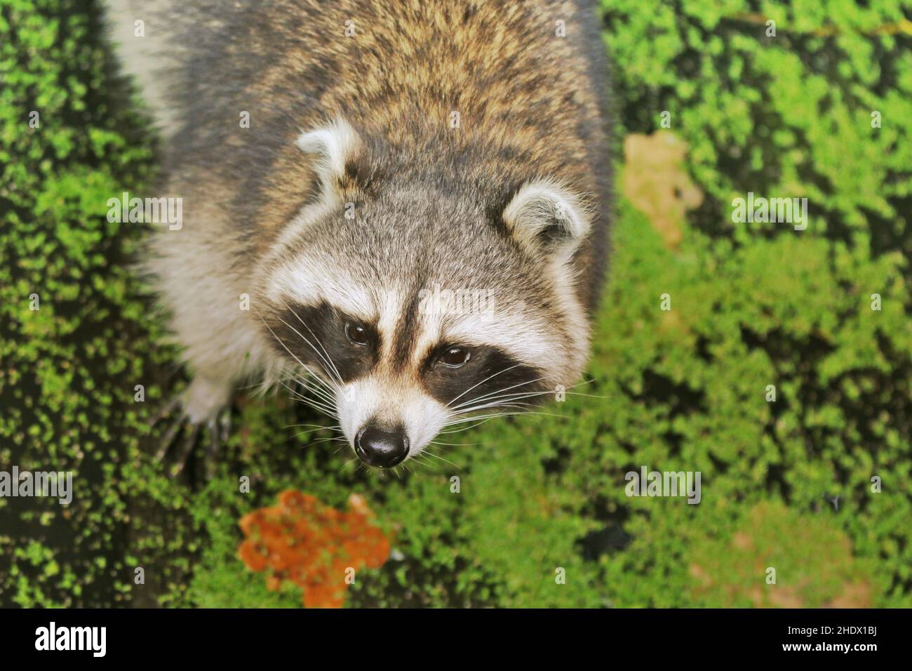 raccoon, procyonidae, raccoons Stock Photo - Alamy