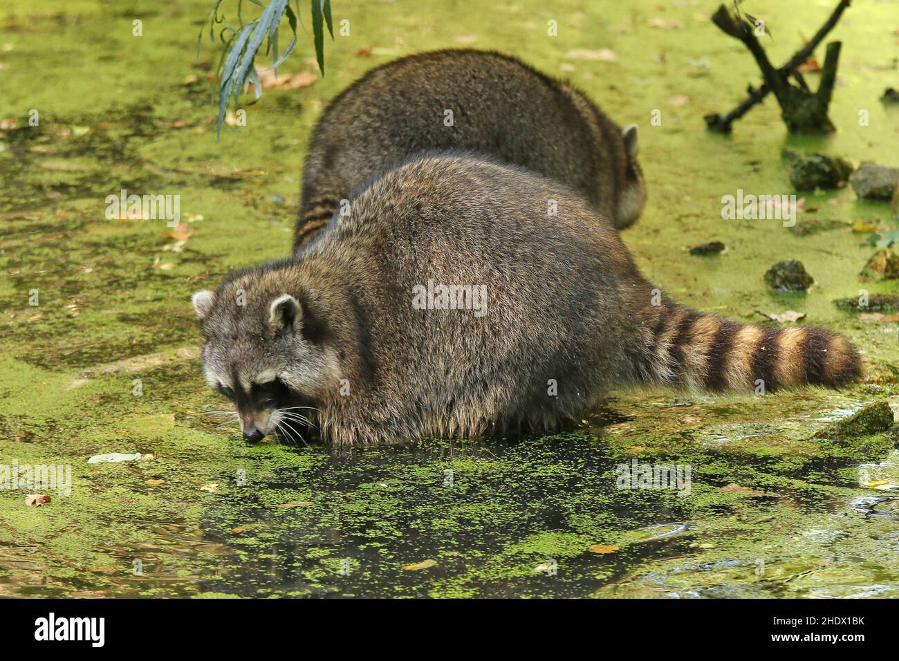 raccoon, procyonidae, raccoons Stock Photo - Alamy