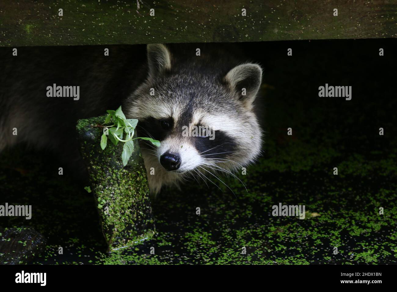 raccoon, procyonidae, raccoons Stock Photo - Alamy