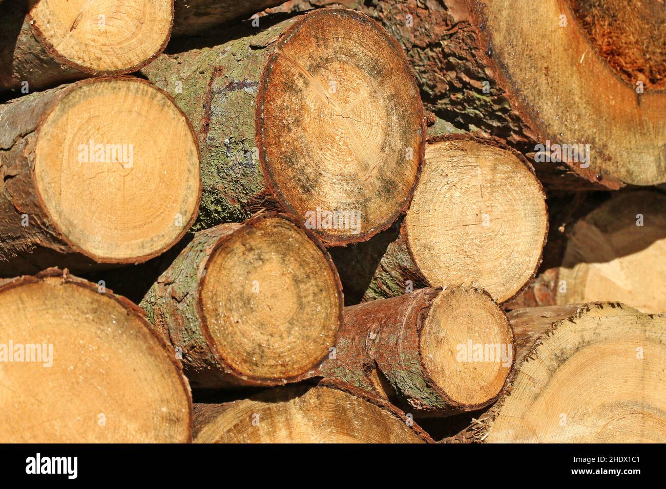 wood, tree trunk, forestry, woodland, woodlands, woods, trunks ...