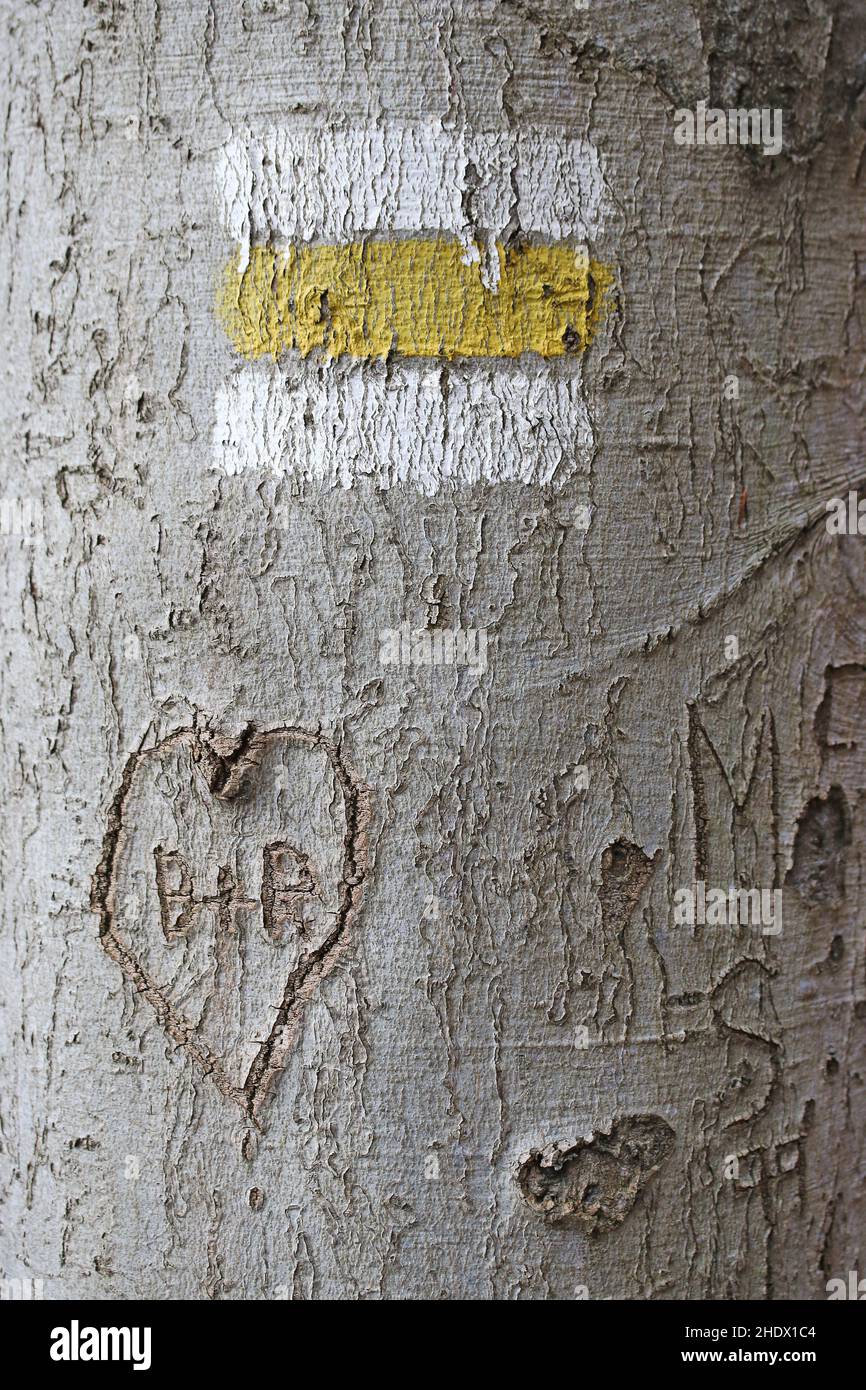 marker, tree bark, markers, barks Stock Photo - Alamy