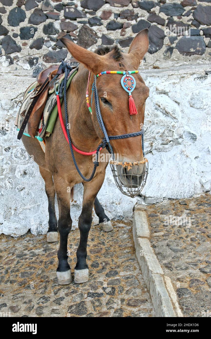 donkey, mount, donkeys, mounts Stock Photo - Alamy