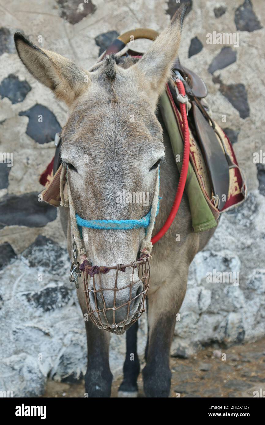donkey, mount, donkeys, mounts Stock Photo - Alamy