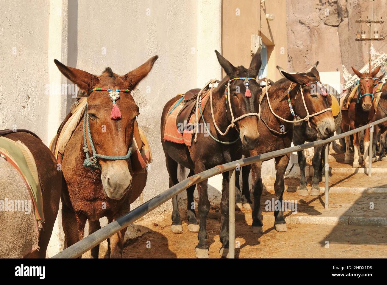 donkey, mount, donkeys, mounts Stock Photo - Alamy