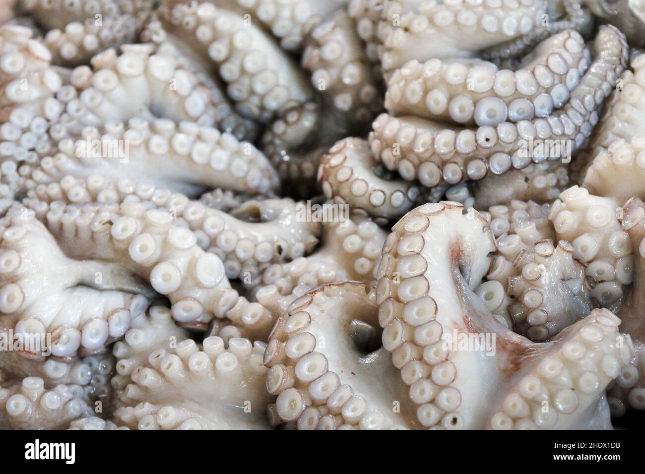 squid, tentacle sucker, squids, tentacle suckers Stock Photo - Alamy