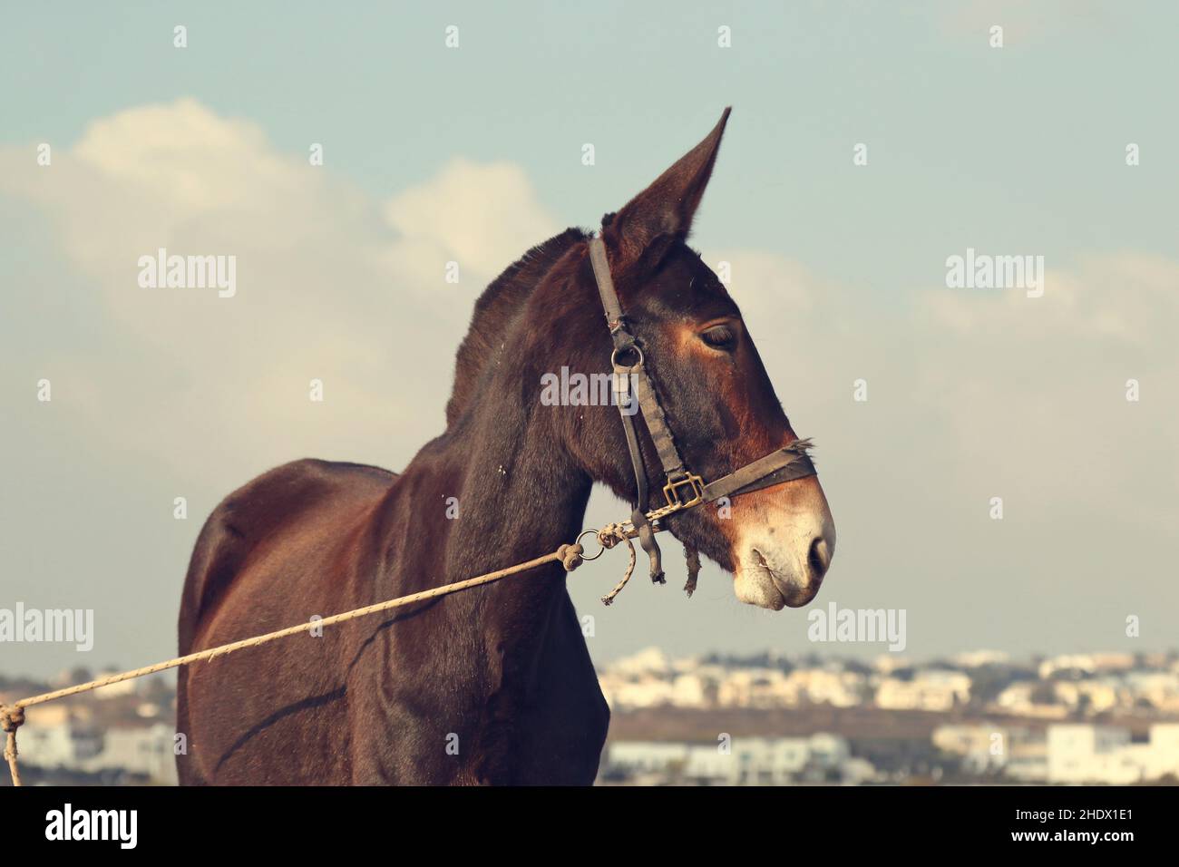 Mule day hi-res stock photography and images - Alamy