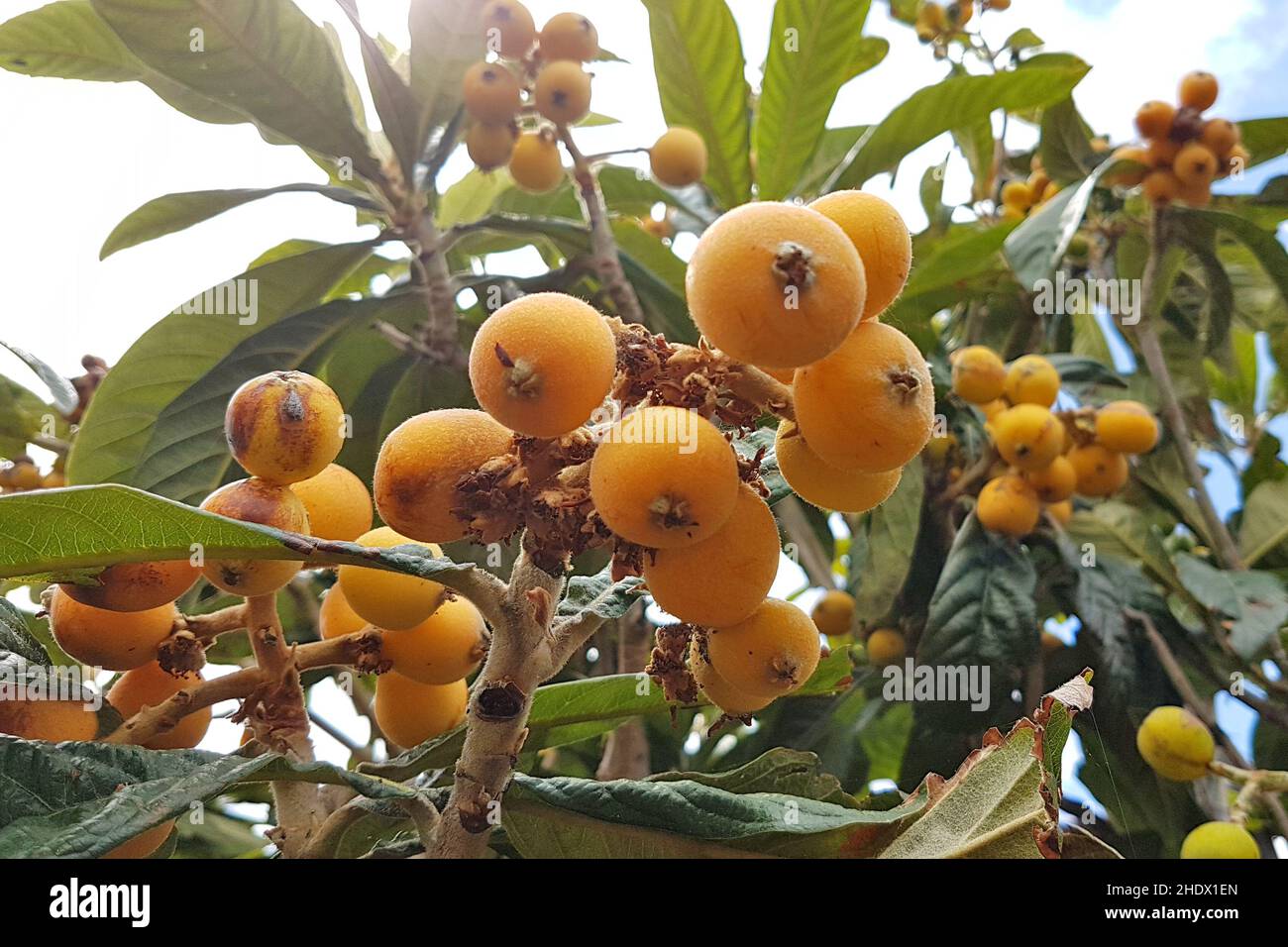 Medlar trees hi-res stock photography and images - Alamy