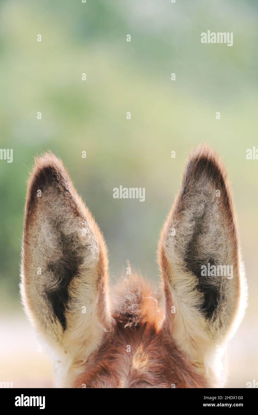 Hearing ear dog hi-res stock photography and images - Alamy