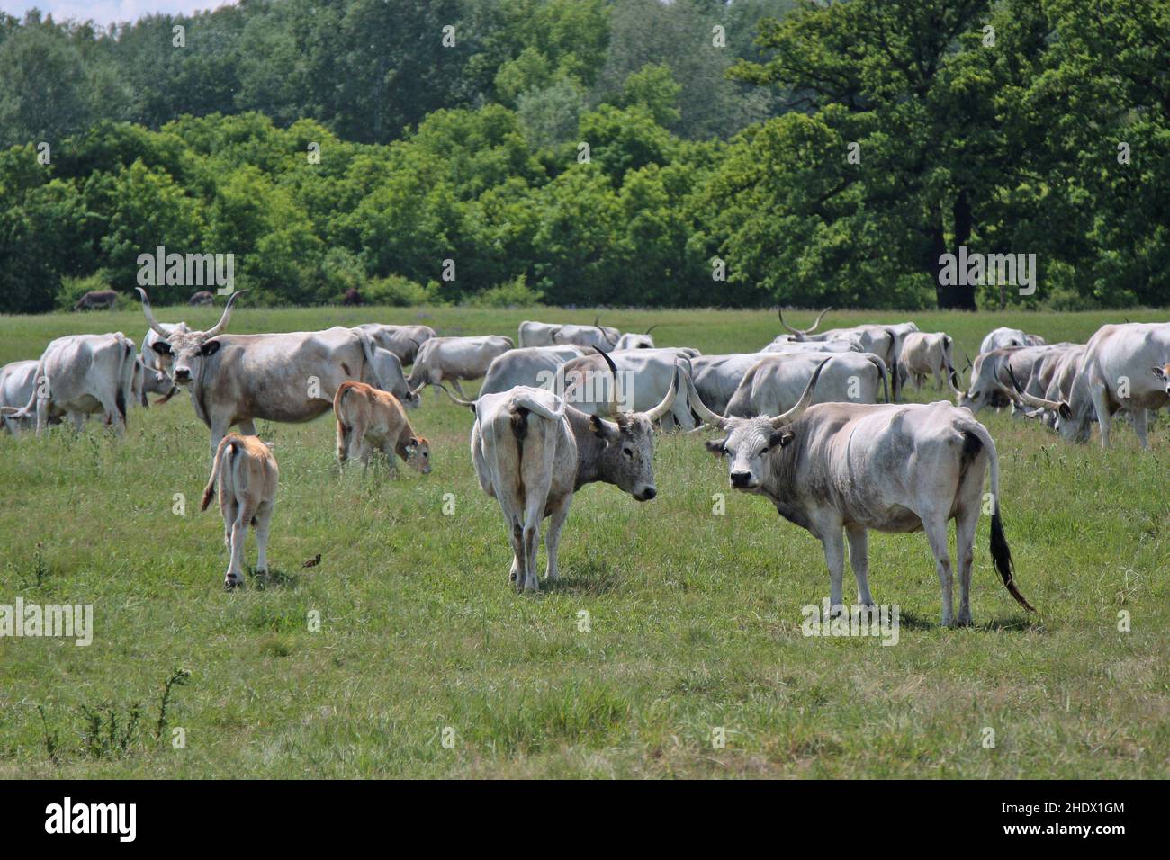 hungarian grey cattle, hungarian grey cattles Stock Photo - Alamy