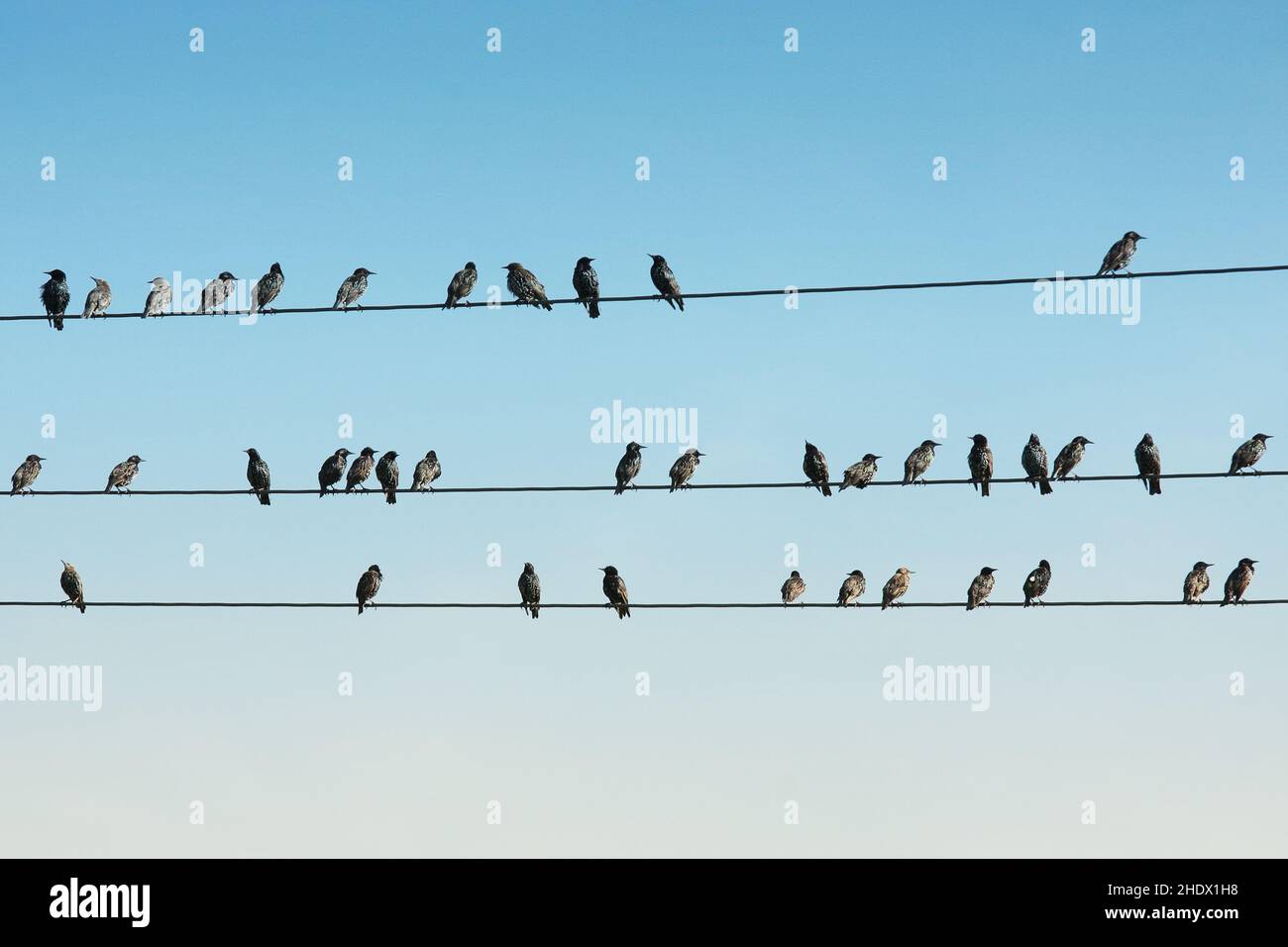 bird, overhead, star, birds, overheads, stars Stock Photo - Alamy