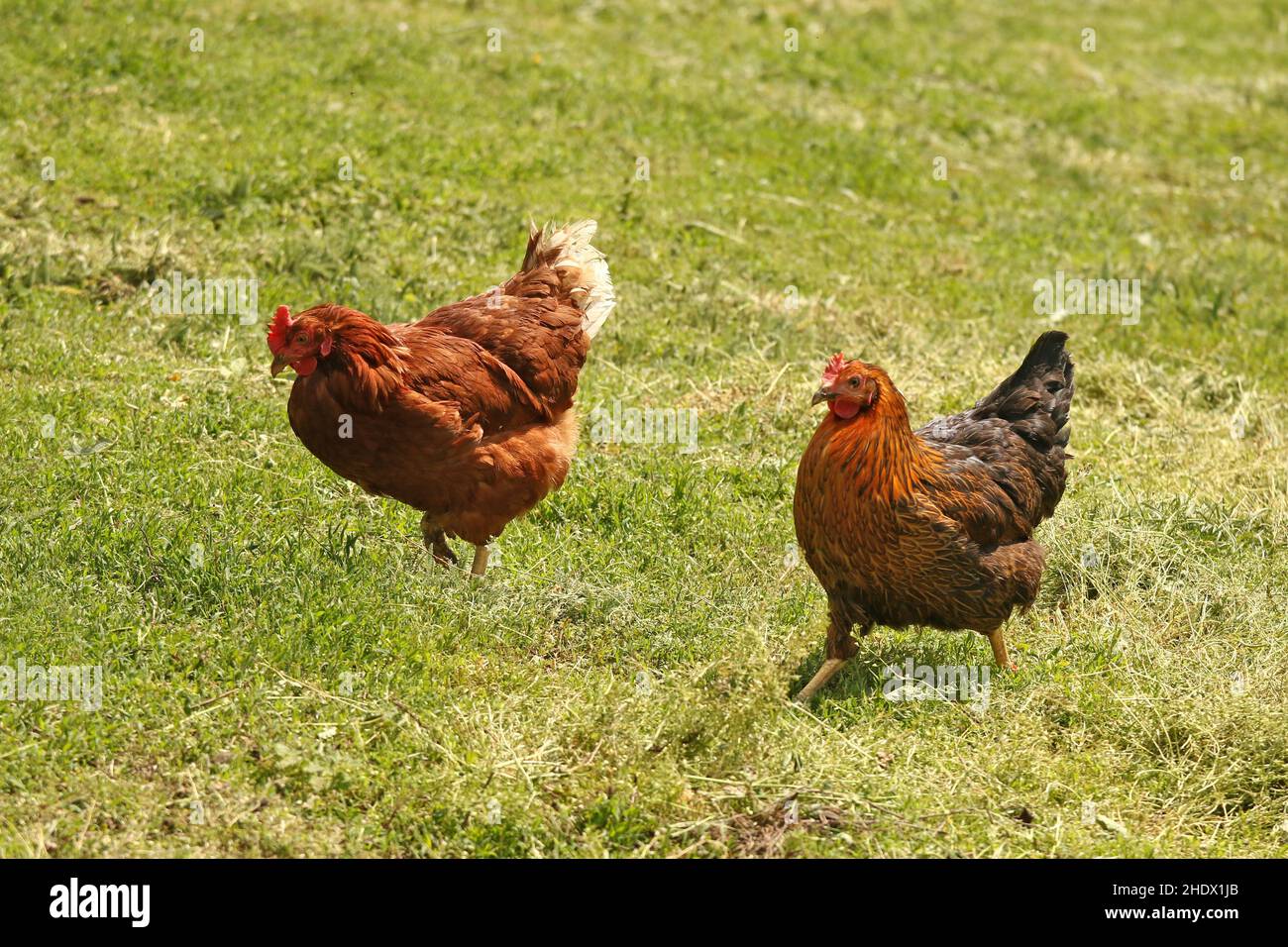 2 chickens hi-res stock photography and images - Alamy