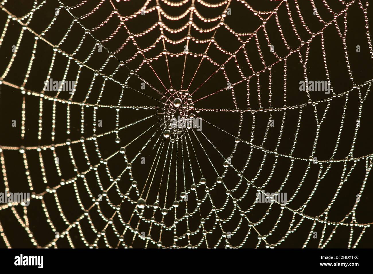 spider web, water pearls, spider webs, water pearl Stock Photo - Alamy