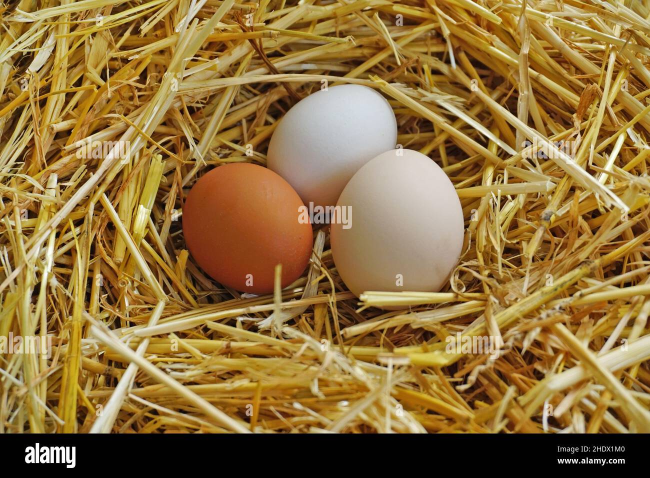 chicken egg, straw, chicken eggs, straws Stock Photo - Alamy