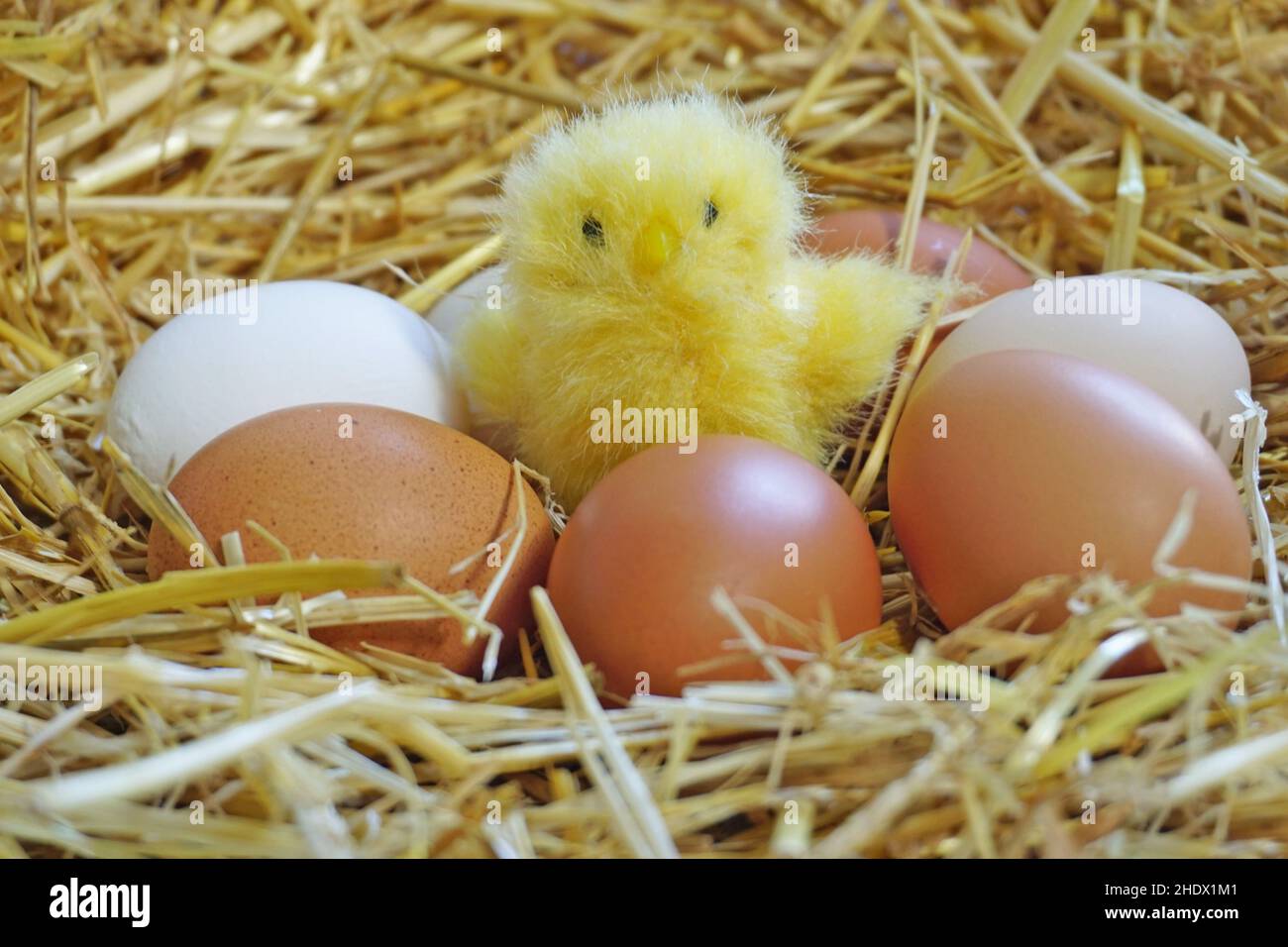 easter, chicken egg, chicks, easters, chicken eggs, baby chicken, baby ...