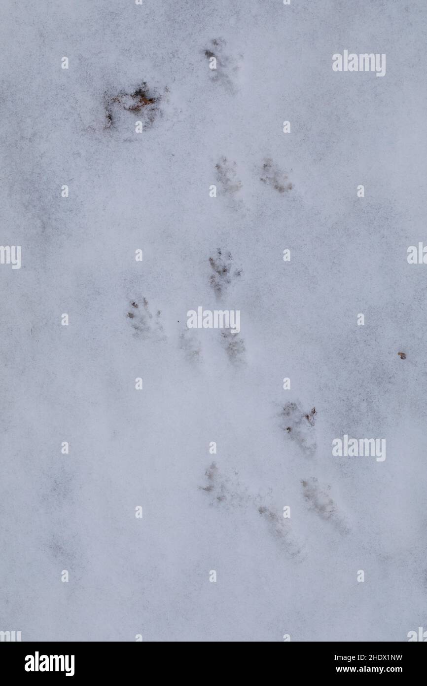 Rat footprint hi-res stock photography and images - Alamy