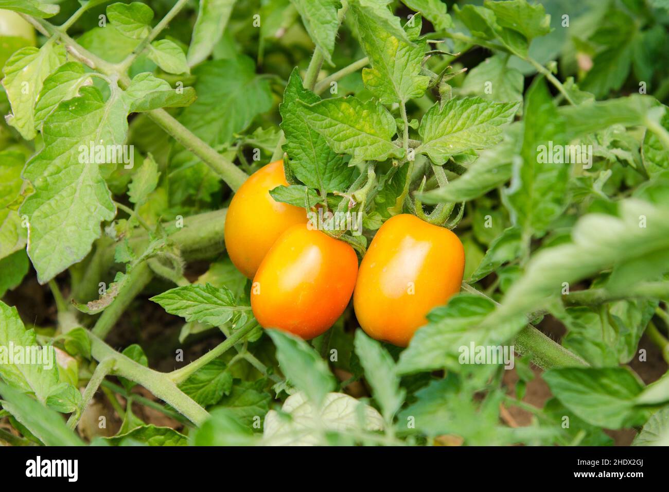 tomato bush, tomato bushs Stock Photo - Alamy
