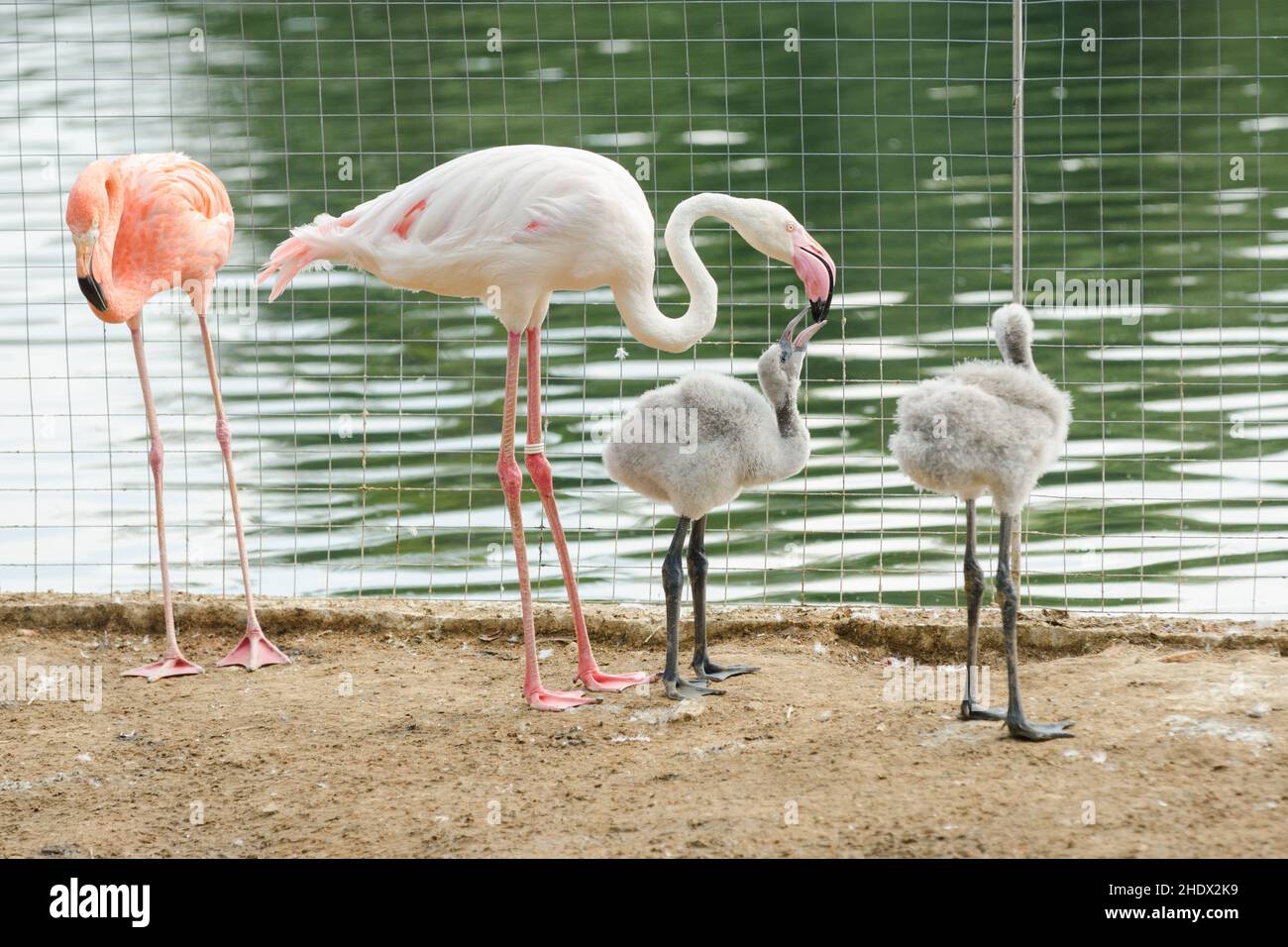 animal family, flamingo, zoo, animal families, flamingoes, zoos Stock ...