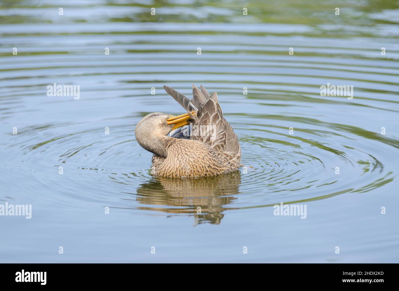 duck, plumage, cleaning, ducks, plumages, clean up, purgation, purge ...