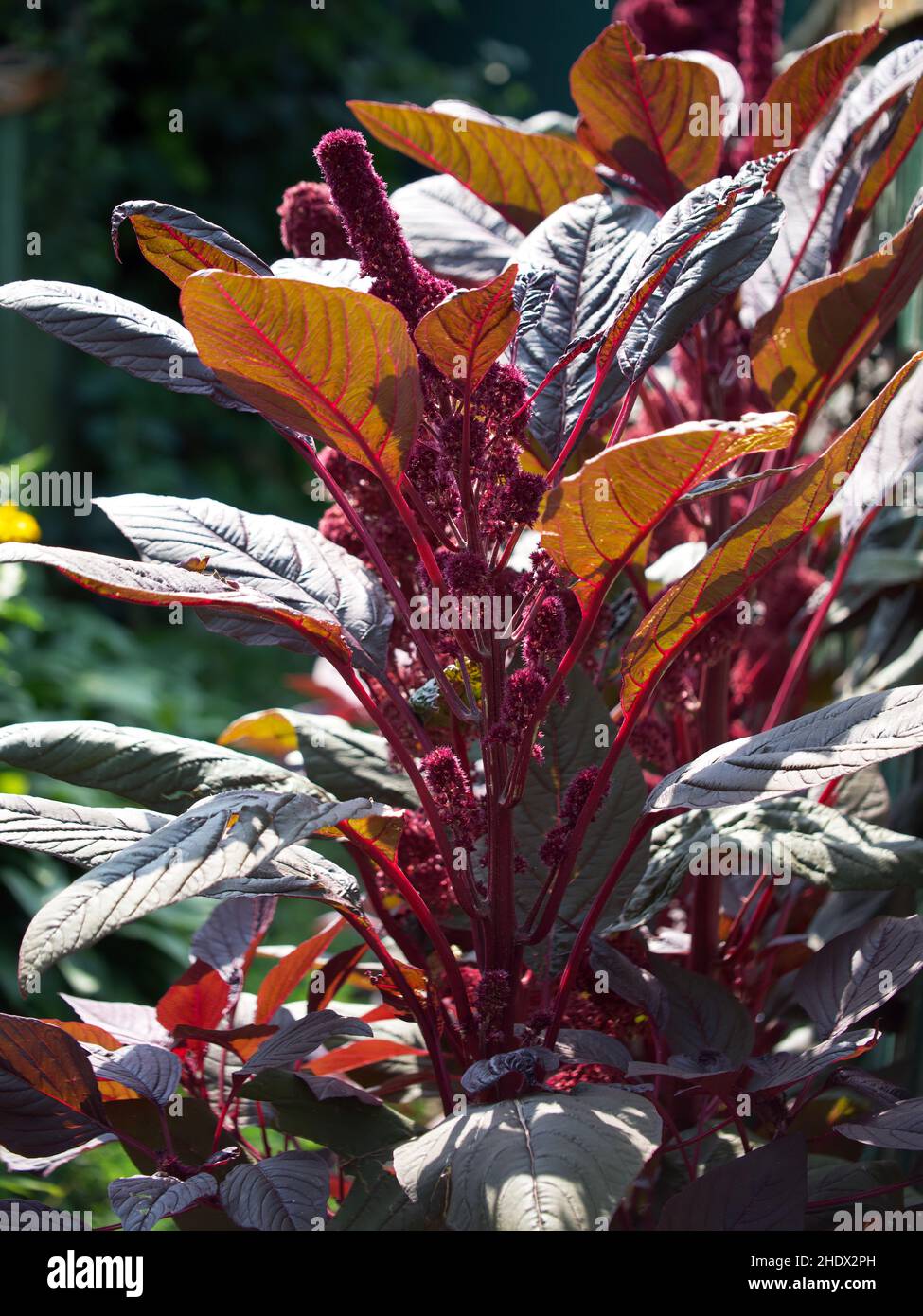 Blooming amaranth. Some amaranth species are cultivated as leaf ...
