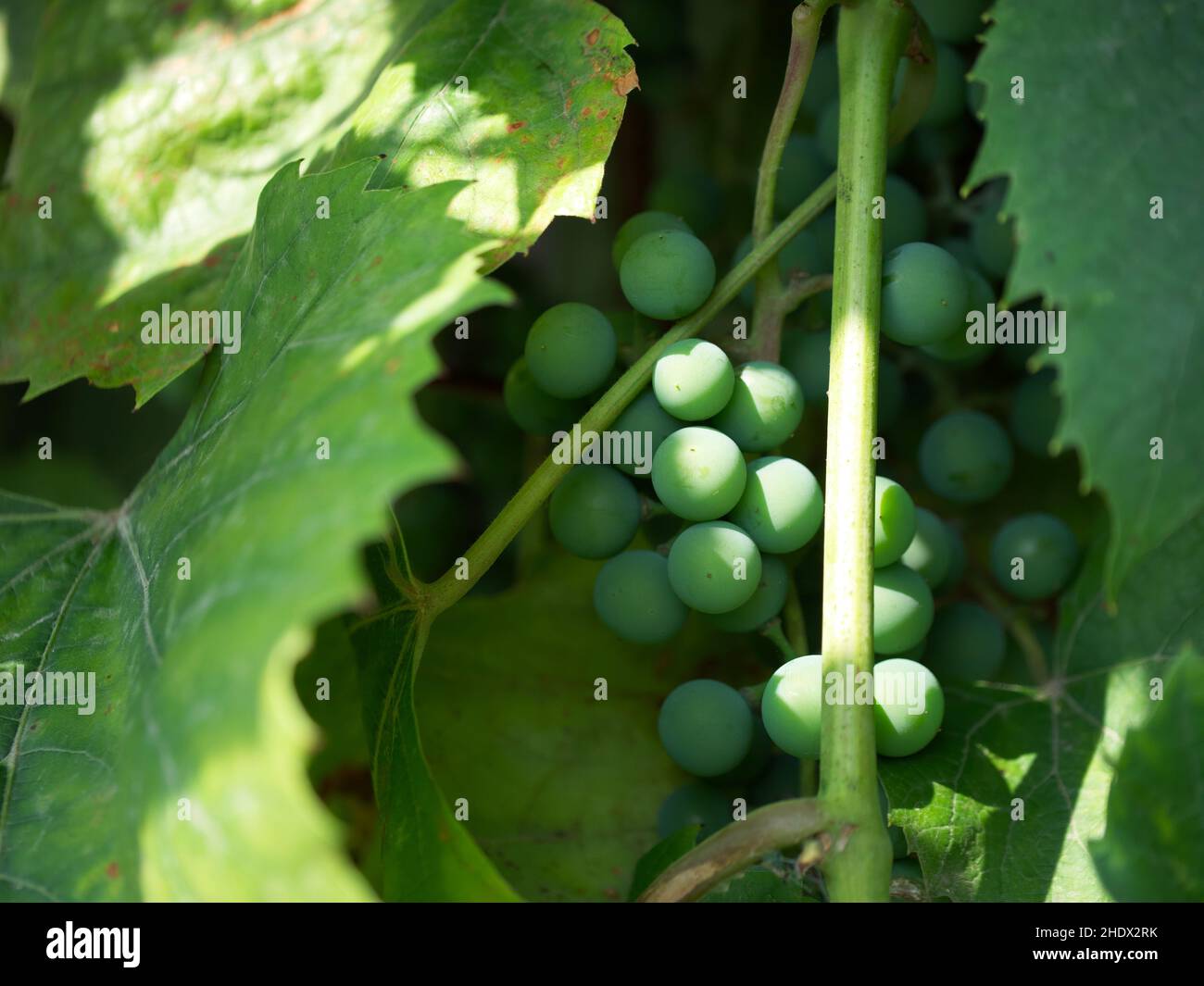 A bunch of unripe grapes, a close-up shot. Green grapes Stock Photo - Alamy