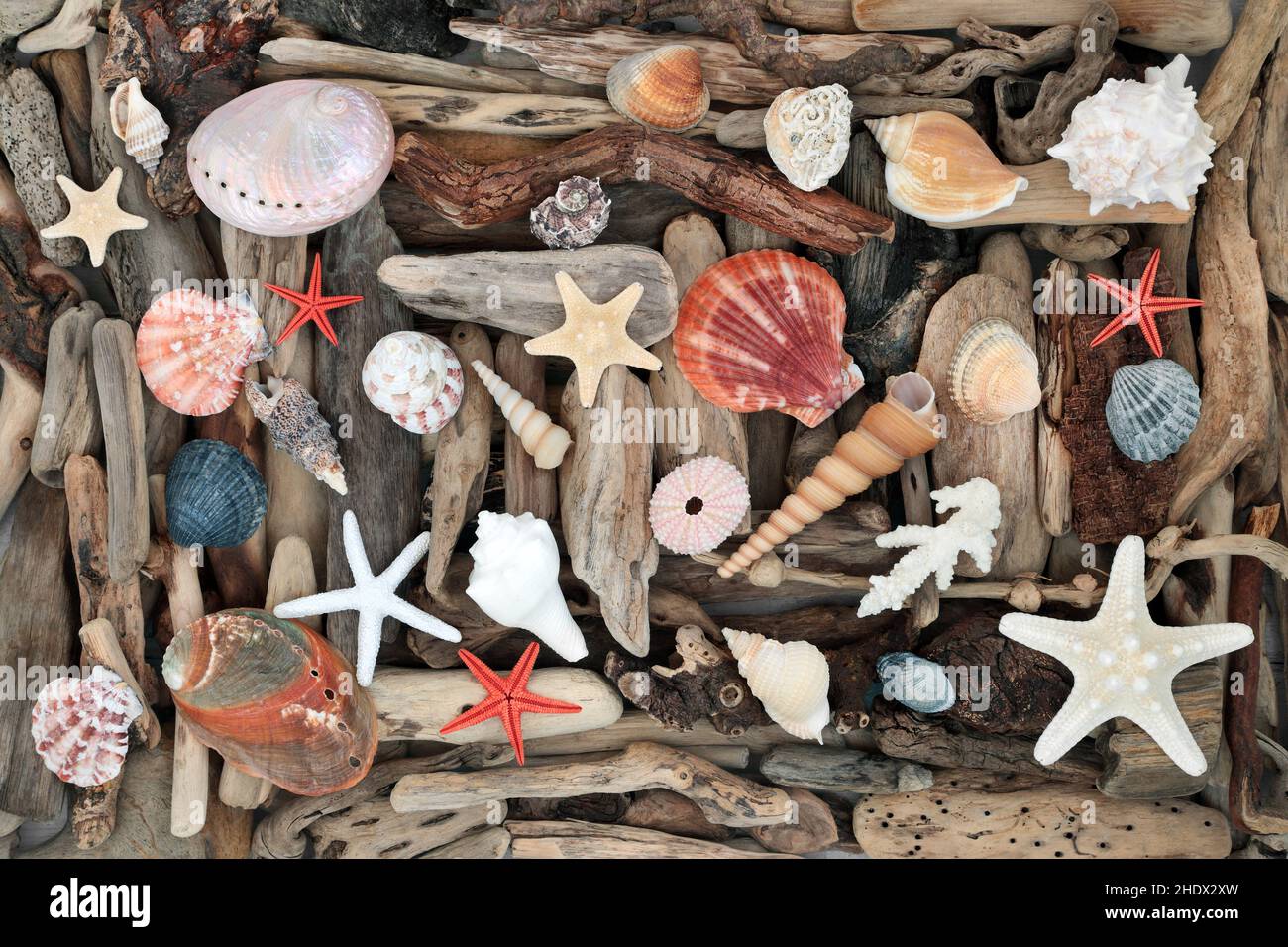 Seashell driftwood natural abstract art design background with large ...