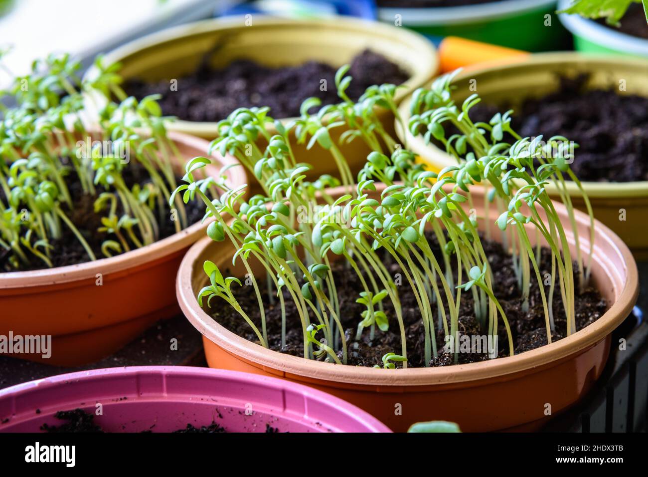 Cress pots hi-res stock photography and images - Alamy